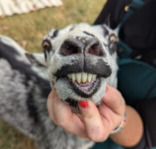 The Importance of Goat Teeth - Goat Journal